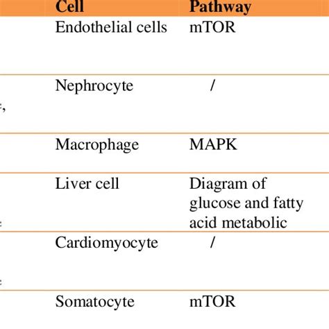 Production Of Malonyl Coa And Its Regulation In Malonylation Glucose