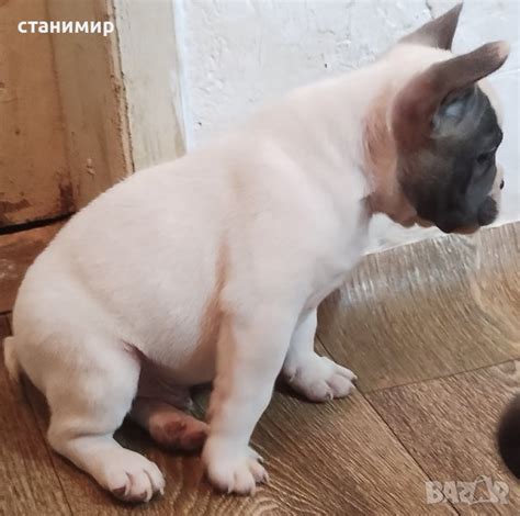 Продавам френски булдог мъжко бебе в Френски булдог в гр Стражица Id43375743 — Bazar Bg