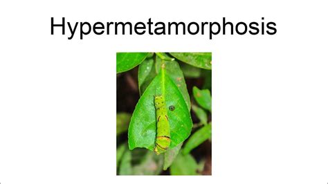 Hypermetamorphosis Youtube