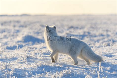 冬季苔原上的野生北极狐（vulpes Lagopus）。高清摄影大图 千库网