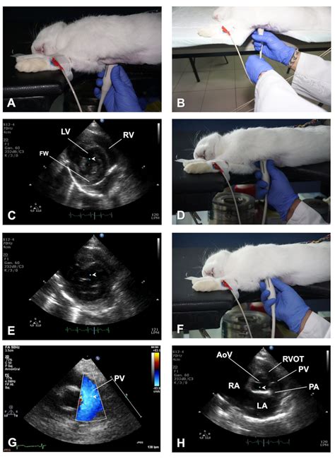 Video Transthoracic Echocardiographic Examination In The Rabbit Model