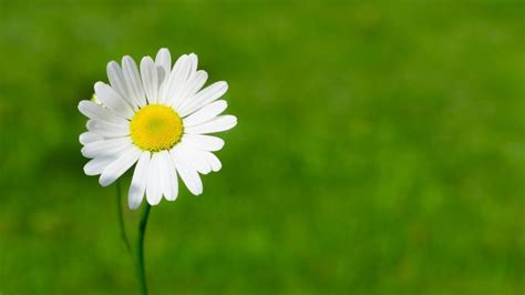 基于python Flask的岗位招聘数据分析系统，应用python、flask框架、pyecharts、wordcloud等技术 知乎