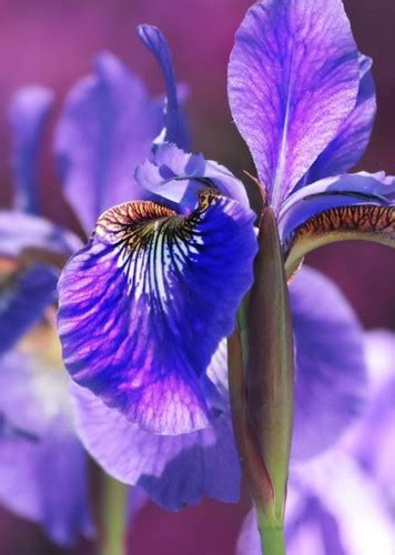 Vanessa Palmer Fan Casting