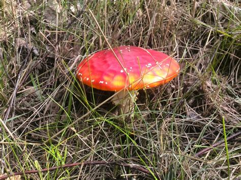 Конкурс Самый красивый гриб — Сообщество Грибники Drive2 на Drive2