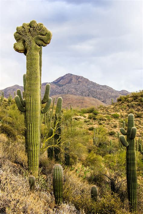 Crested Saguaro Crested Saguaro Near Beeline Highway Day 4 Flickr