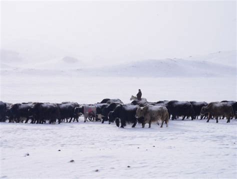 Хил дагуух аймаг сумдын боомтоор гурил тэжээл бензин шатахуун нийлүүлэх боломжоор хангана