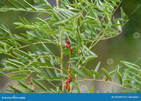 Botanical Collection Glycyrrhiza Glabra Or Root Liquorice Medicinal