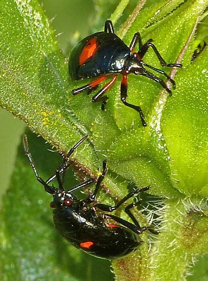 Bordered Plant Bug Nymphs Largus Californicus Bugguide Net