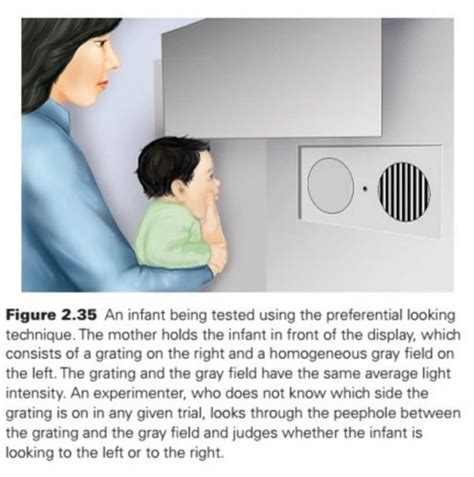 Lecture 2 Face Perception Development Not Real Flashcards Quizlet