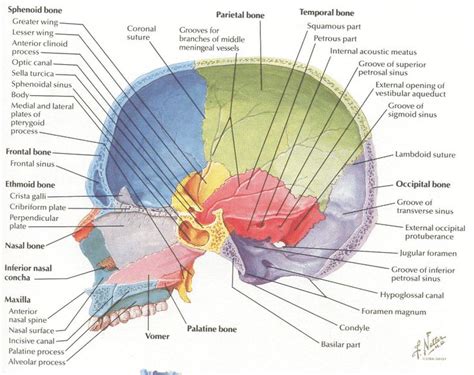 Netter 003a Cranium Midsagittal Skull Anatomy Dental Anatomy Anatomy