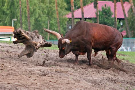 Angry Bull Christine Schmitt Flickr