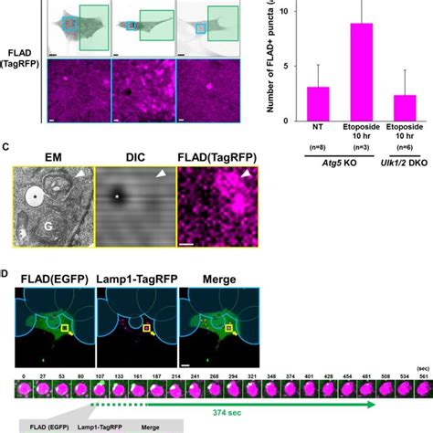 Simultaneous Detection Of Canonical And Alternative Autophagy Using Download Scientific Diagram