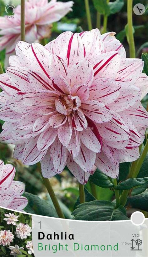 Далия Bright Diamond - Dahlia Bright Diamond | Далии | SortoviSemena.BG