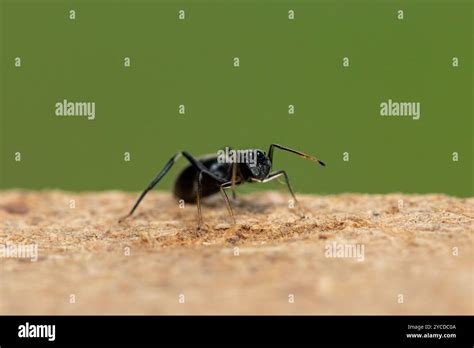 An Ant Mimicking Jumping Spider Myrmarachne Sp Also Known As An Ant