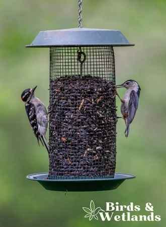 Bird Feeding Hanging How To Hang Bird Feeders Birds Wetlands