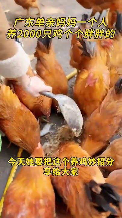 美女单亲妈妈在山上养2000只鸡，个个膘肥体壮冠红毛亮 养鸡 散养土鸡生态养殖土鸡 三农 散养土鸡生态养殖土鸡 科普 三农 Fy
