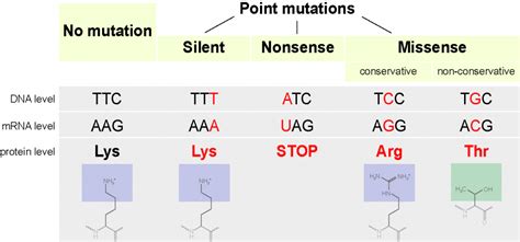 Genetic Mutations Science Of Healthy
