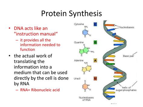 PPT Protein Synthesis PowerPoint Presentation Free Download ID