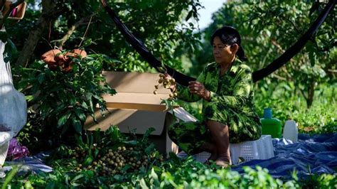 ក្រុម ហ៊ុន សហគ្រាស ចិន នៅ កម្ពុជា ប្រមូល ទិញ លក់ តាង៉ែន ខ្មែរ ដើម្បី ជួយ កសិករ Tnaot