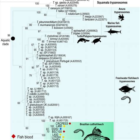 Phylogenetic Tree Of Fish Trypanosomes With The Positioning Of