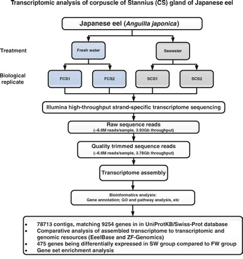Workflow Of Illumina Deep Sequencing And Bioinformatic Analyses It