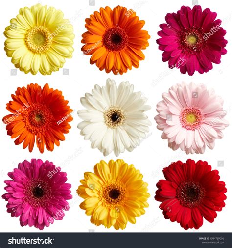 흰색 배경에 분리된 거베라 데이지 꽃 스톡 사진