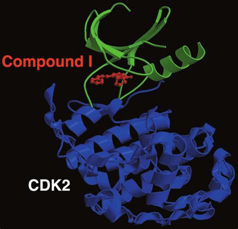 Schematic Drawing Of Cdk2 With The Inhibitor Compound I In The Atp