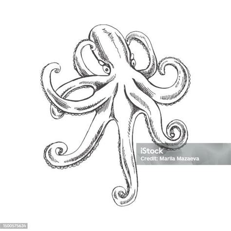 손으로 그린 문어 스케치 흰색 배경에 분리된 벡터 수생 흑백 그림 검은색에 대한 스톡 벡터 아트 및 기타 이미지 검은색