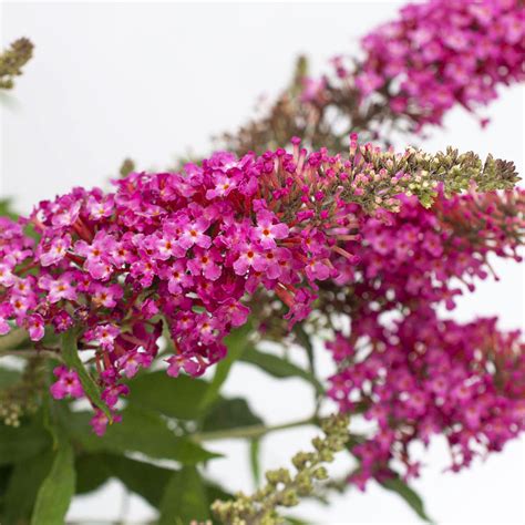 Dapper® Pink Butterfly Bush For Sale Online The Tree Center