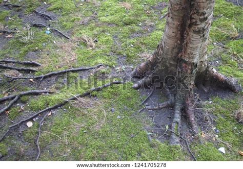 Nude Tree Roots Forest ภาพสตอก 1241705278 Shutterstock