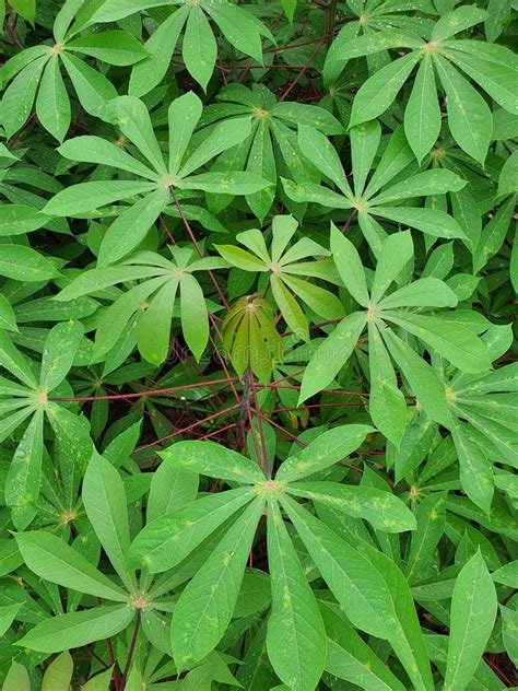 The Leaves Of The Cassava Stock Image Image Of Flora 80433689
