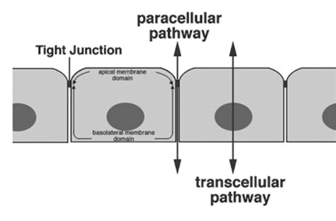 Cell Bio 7 Small Intestine I Functional Anatomy And The Assimilation Of Carbohydrates And