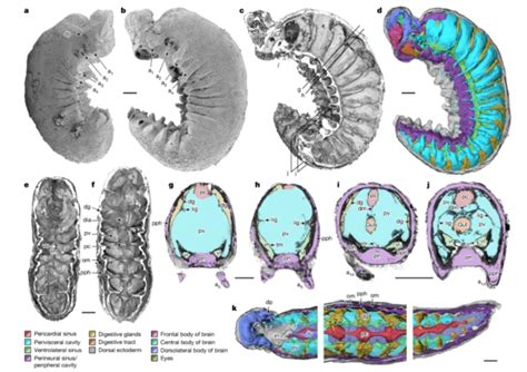 520 Million Year Old 3d Preserved Tiny Fossil Has The Brain And Nerves Intact And It Is Shocking