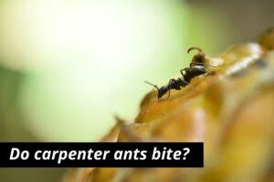 Carpenter Ant Bites Symptoms Identification And Treatment