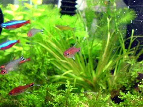 Ruby Tetra Alchetron The Free Social Encyclopedia