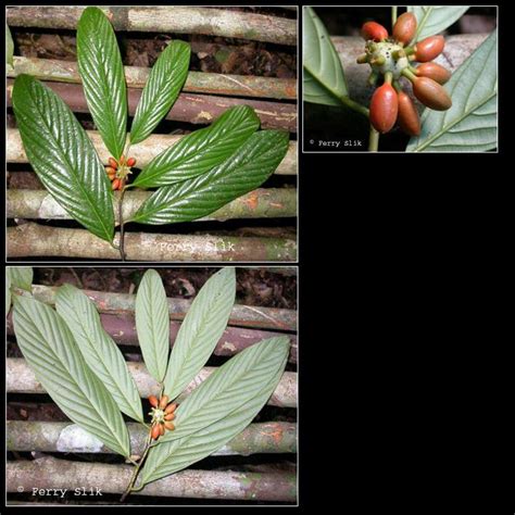 Polyalthia Spathulata