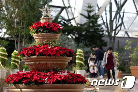 식물로 만든 크리스마스 트리 뉴스1