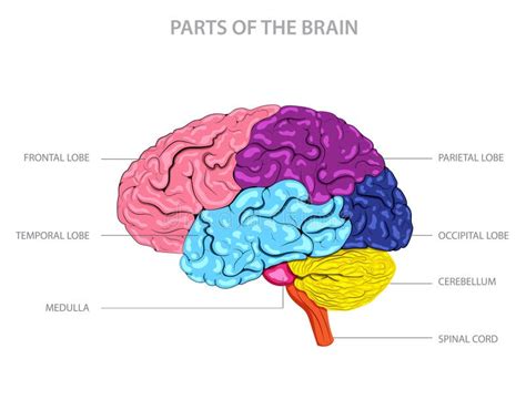 Limbic System Diagram