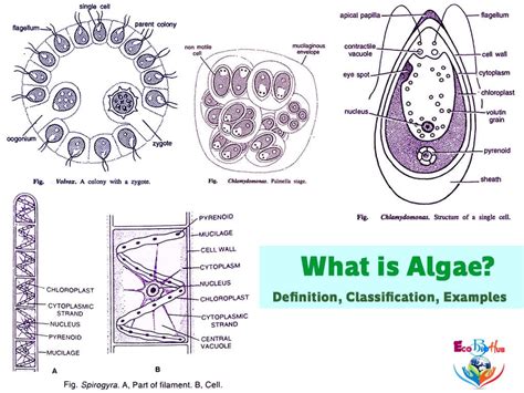 Unicellular Algae Examples