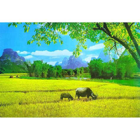 โปสเตอร์ รูปถ่าย ควาย ทุ่งนา วิว ธรรมชาติ ชนบท Landscapes Nature Poster 24”x35” นิ้ว Rice Field