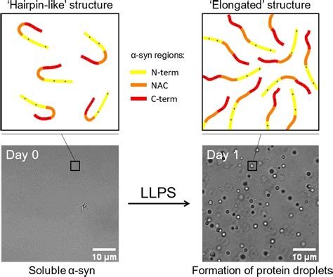 Direct Observation Of “elongated” Conformational States In α‐synuclein