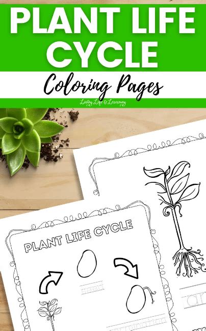 Tree Life Cycle Coloring Page
