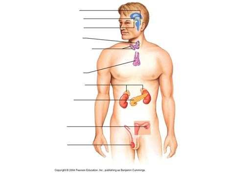 Anatomy Diagram Quizlet
