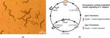 Nematodes In Research Biology For Majors Ii