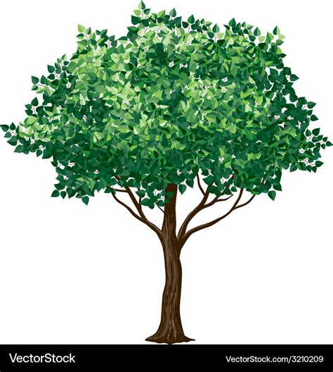 Foliage Tree Royalty Free Vector Image VectorStock