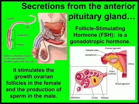 177 Anatomy Endocrine System Ppt