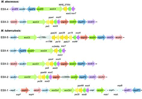 Gene Clusters For ESX 3 And ESX 4 In M Abscessus Compared To M Download Scientific Diagram