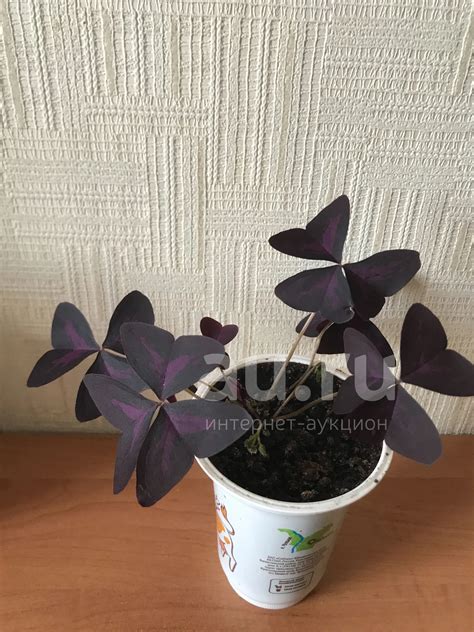 Оксалис — купить в Красноярске Горшечные растения и комнатные цветы на интернет аукционе