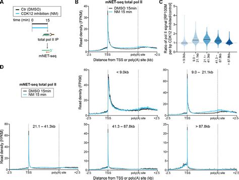 Inhibition Of Cdk12 As Affects Transcription Elongation A Download Scientific Diagram