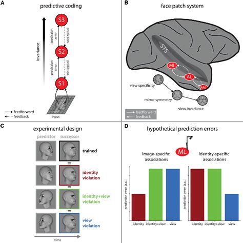 Figure 1 From High Level Prediction Signals In A Low Level Area Of The Macaque Face Processing